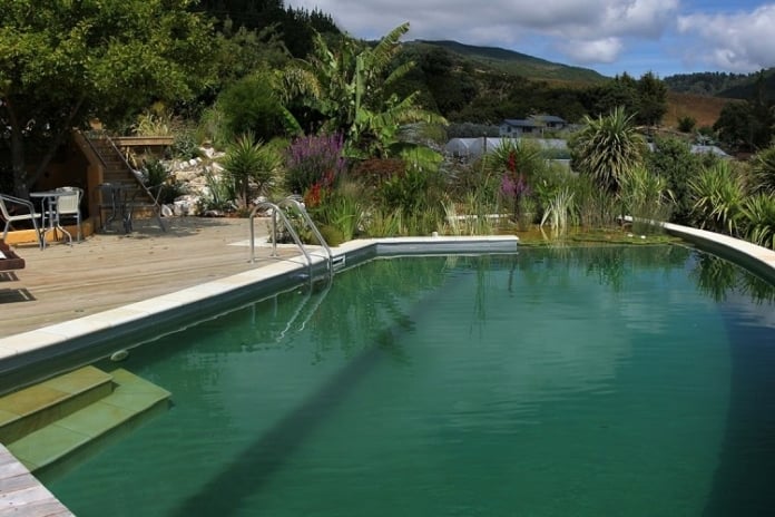 Choose a Natural Swimming Pool or Pond: All Plants and No Chemicals