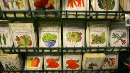 Unusual Seeds for Your Flower or Vegetable Garden