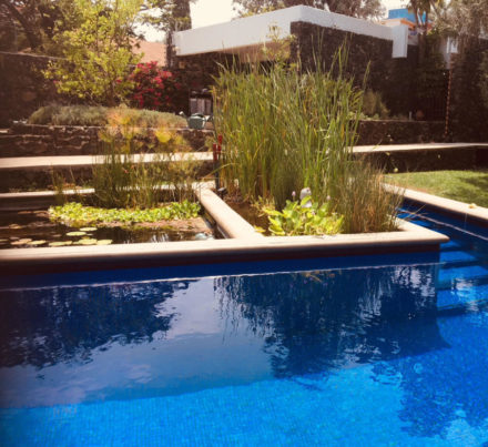 Natural Pool Problems: Ours was a Disaster from start to finish