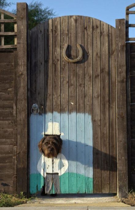 DIY Dog Fence Ideas and Installation Tips: 6 Best Cheap Designs