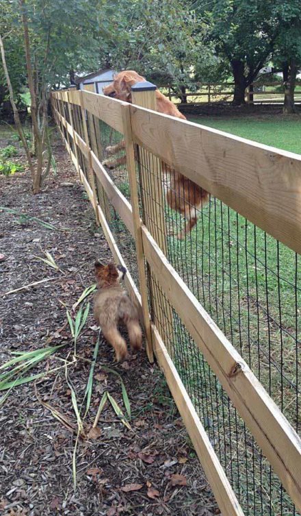 DIY Dog Fence Ideas and Installation Tips: 6 Best Cheap Designs