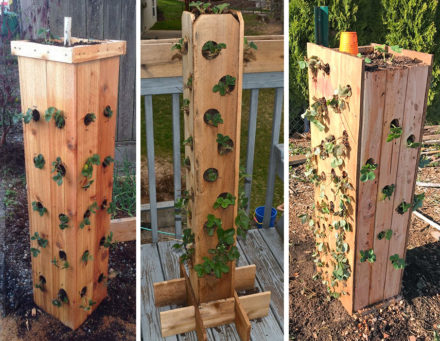 40 DIY Strawberry Planter Ideas for Container Planting