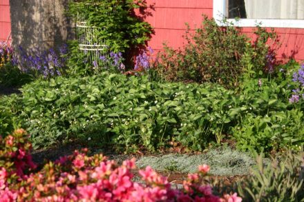 Backyard Strawberry Garden Designs - 22 Practical and Creative Ideas