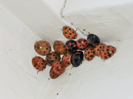 3 Ways Ladybirds Survive Winter