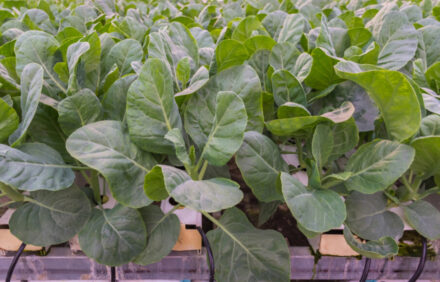 What is a Chinese Greenhouse?