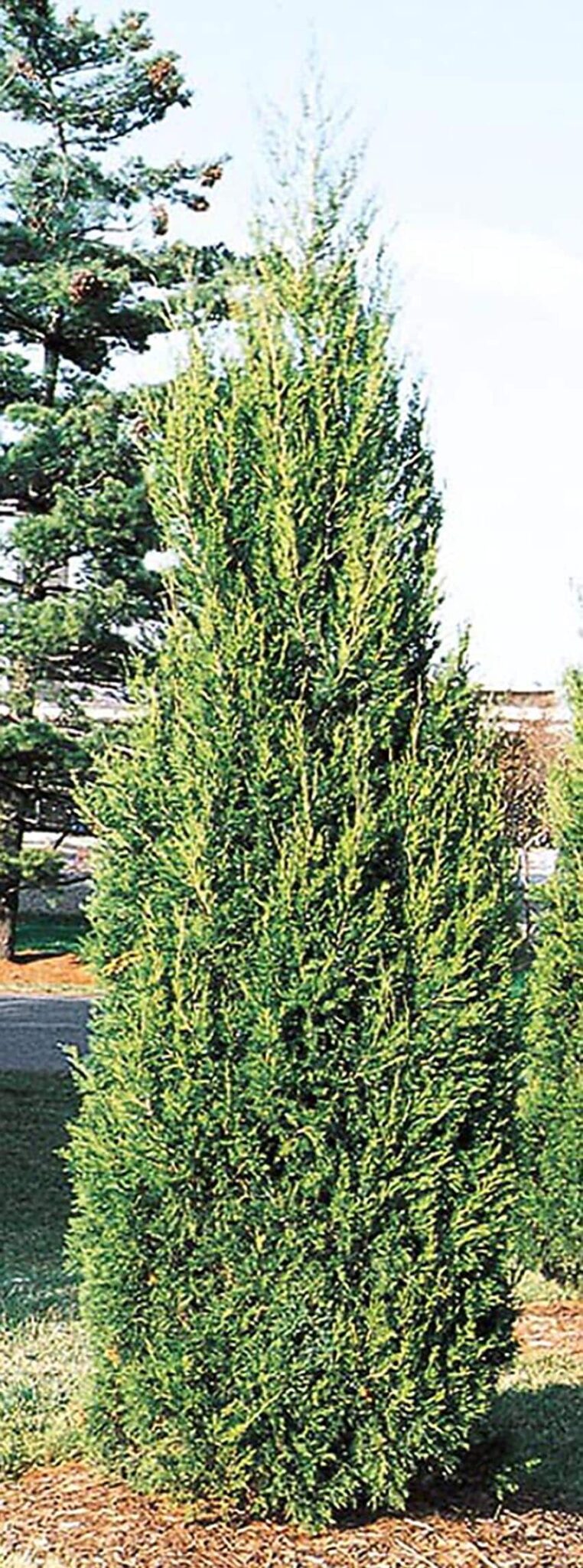 13 Types of Chinese Juniper - How to Grow & Care