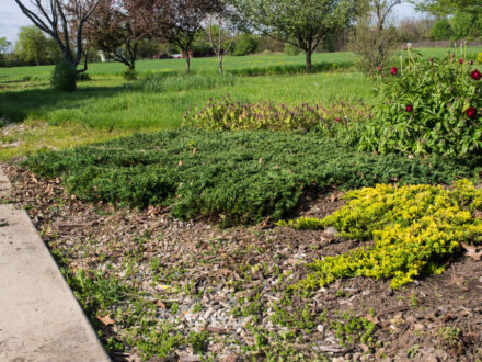 Creeping Juniper Landscape Ideas: Types, Care and Uses