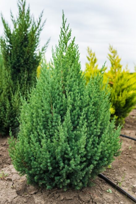 How To Successfully Use Flaky Juniper Varieties For Landscaping