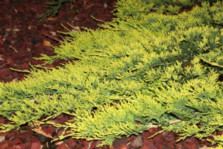 Creeping Juniper Landscape Ideas: Types, Care and Uses