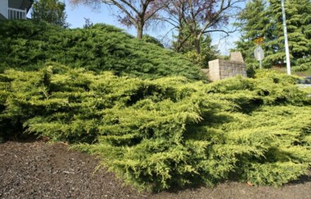 6 Landscaping Uses For Pfitzer Juniper Shrubs