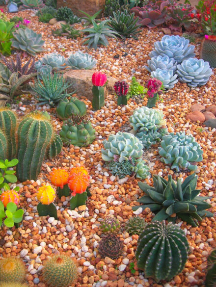 45 Cactus Garden Ideas
