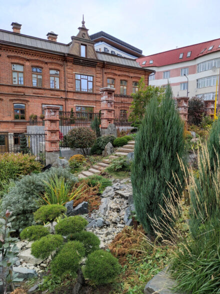 6 Eastern Red Cedar Landscaping Ideas and Uses