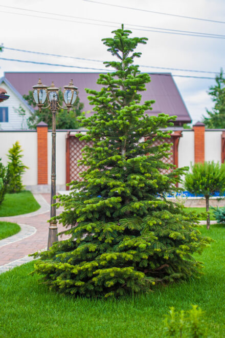 Spruce Landscaping: Ideas, Types and Care