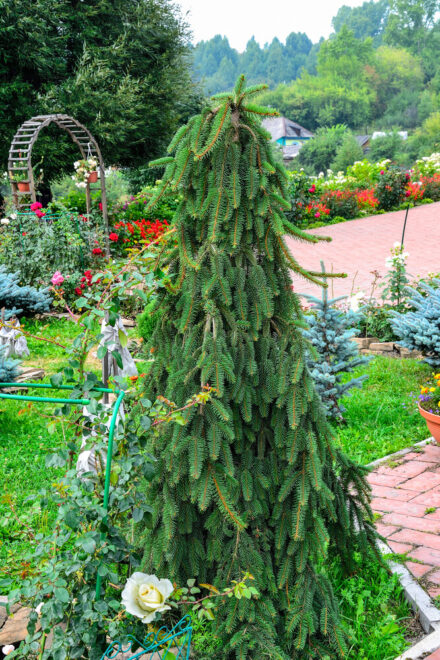 Spruce Landscaping: Ideas, Types and Care