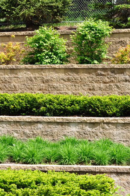 25 Spectacular Yew Landscaping Ideas (Taxus spp.)