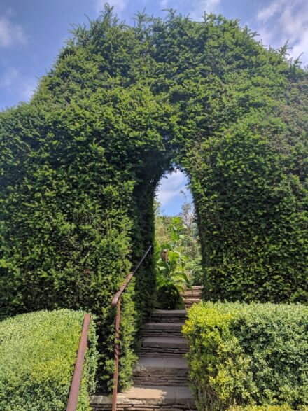 25 Spectacular Yew Landscaping Ideas (Taxus spp.)