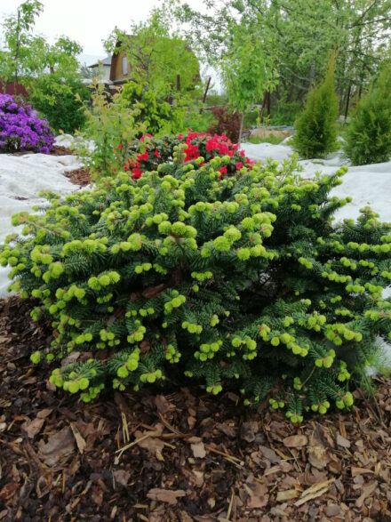 10 Fir Tree Ideas for Front and Backyard Landscape