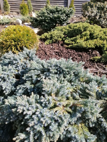 10 Fir Tree Ideas for Front and Backyard Landscape