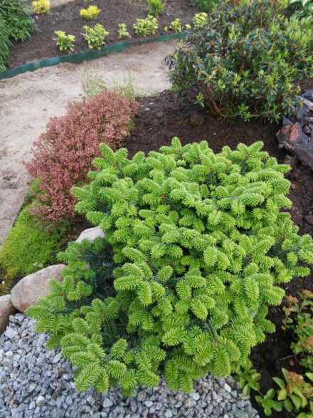 10 Fir Tree Ideas for Front and Backyard Landscape