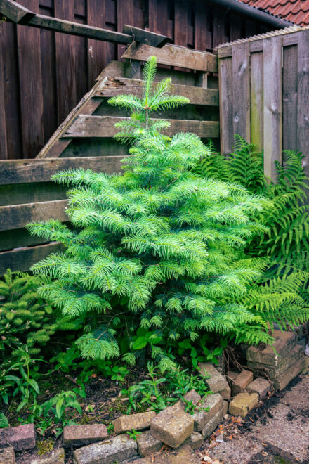 10 Fir Tree Ideas for Front and Backyard Landscape