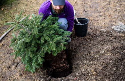 10 Fir Tree Ideas for Front and Backyard Landscape